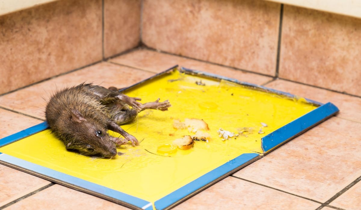 Natural Deterrents to Keep Rodents Away | Narvik Home Parcs